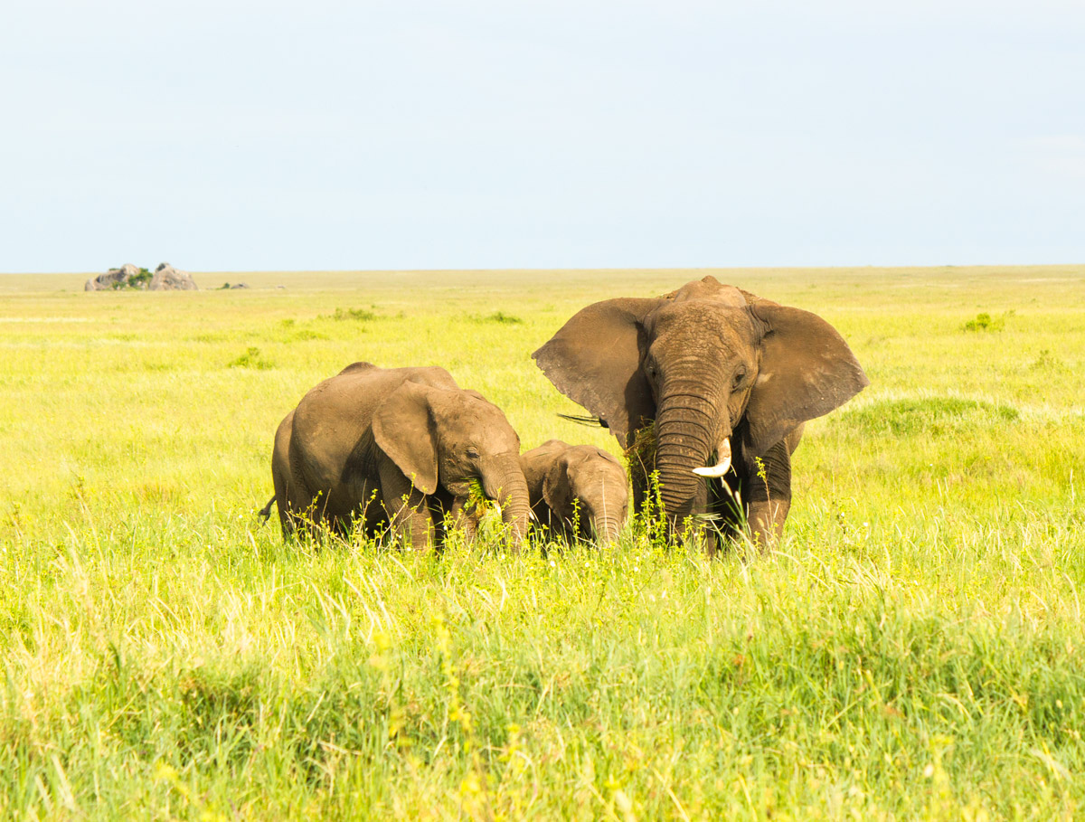 Mother and Baby Elephants in the Serengeti – Adventure Traveler